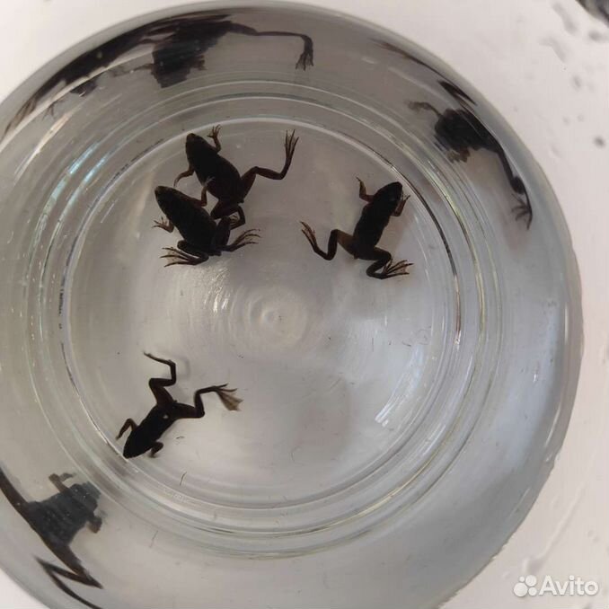 Гименохирус карликовые африканские лягушки