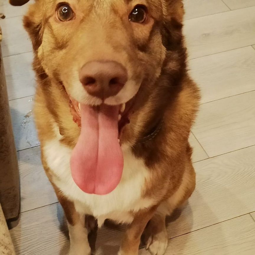 Отдам собаку в добрые руки