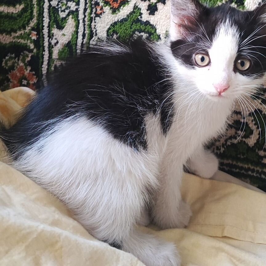 Котёнок в добрые руки