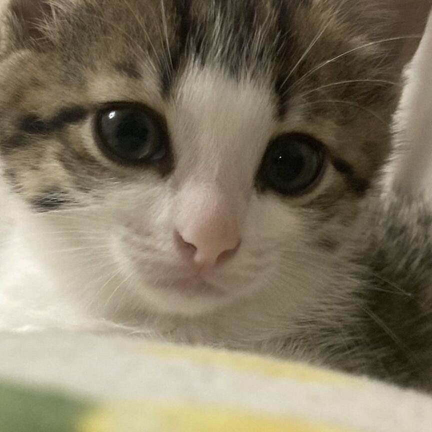 Котята в добрые руки мальчики