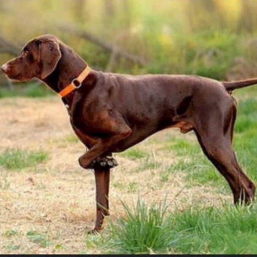 Отдам в добрые руки курцхаар немецкая леговая