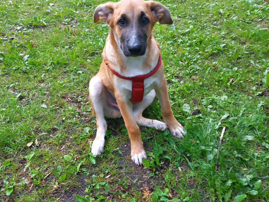 Щенок в добрые руки