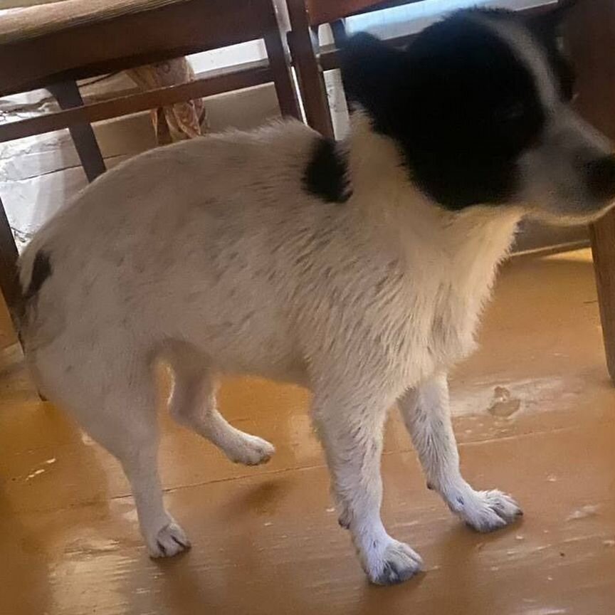 Взрослая собака в добрые руки