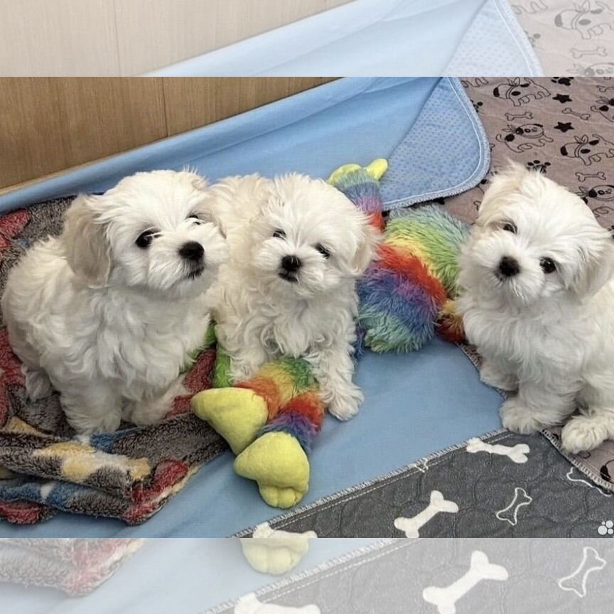 Мальтийская болонка, щенок