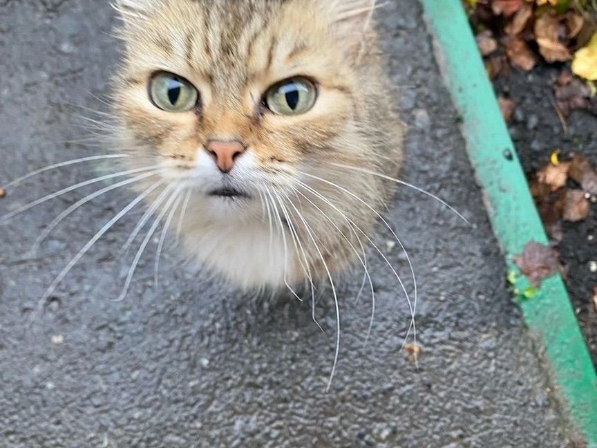 Кошечка в добрые руки