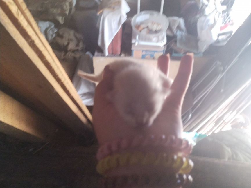 Котенок беленький