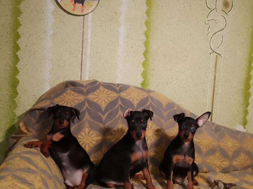 Щенки цвергпинчера