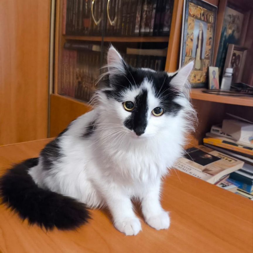 Котята разные На выбор