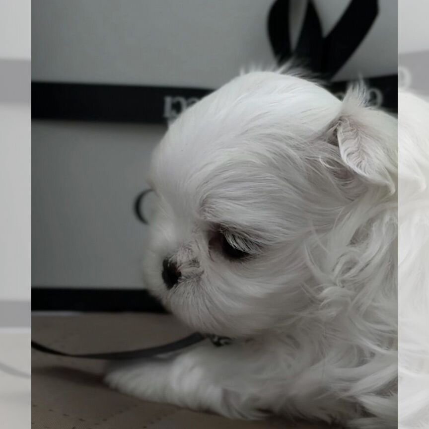 Мальтийская болонка, щенок