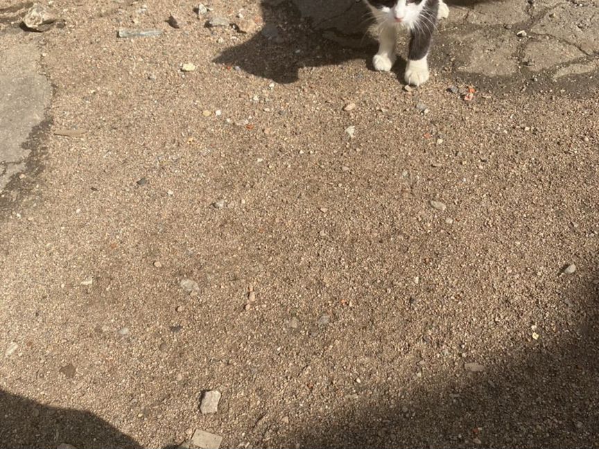 Котята бесплатно