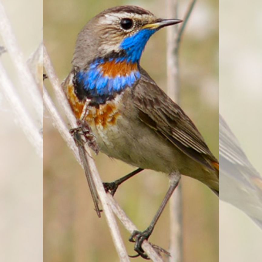 Певчие птицы