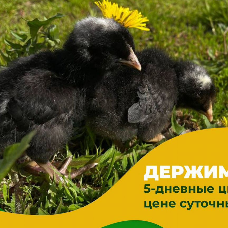 Цыплята Гризбар суточные