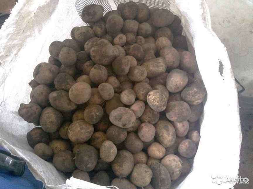 Картофель на корм скоту