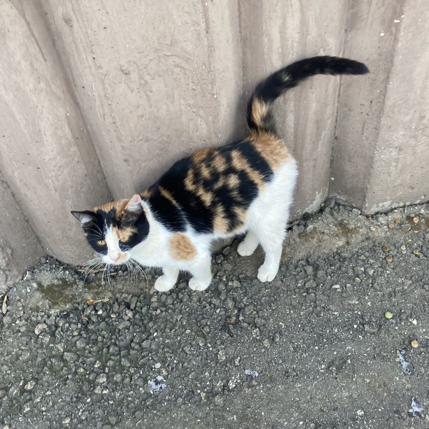 Кошка ищет дом