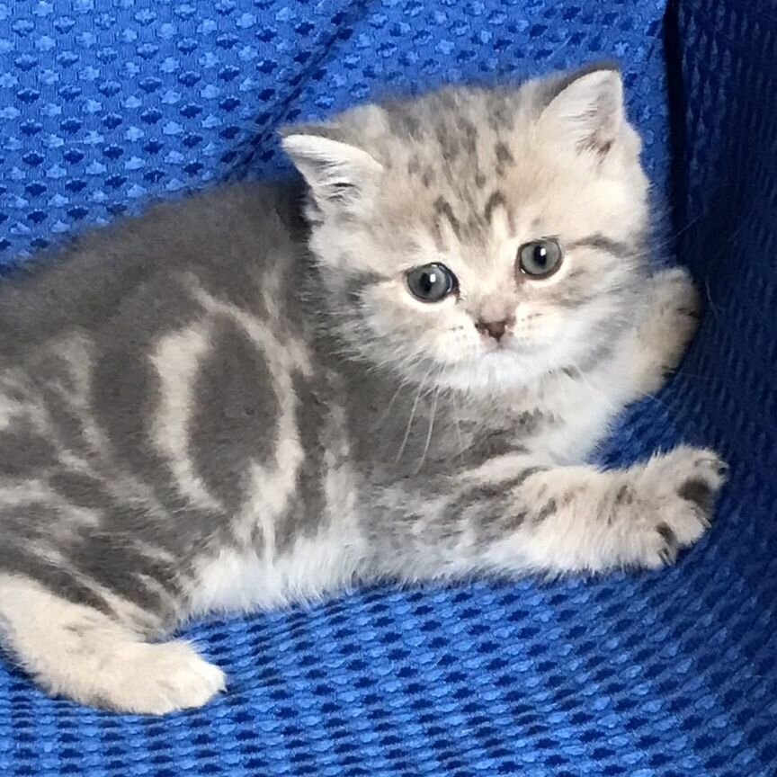 Мраморные котята