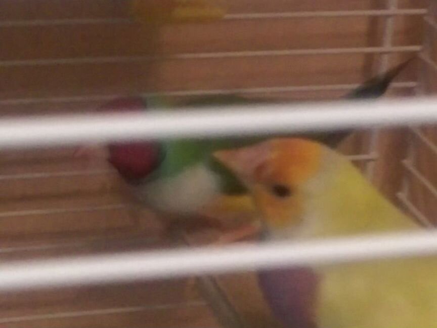 Амадину Гульда