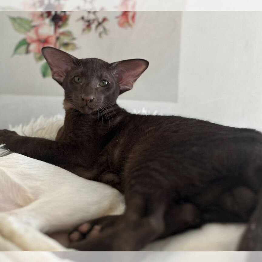 Ориентальный котёнок