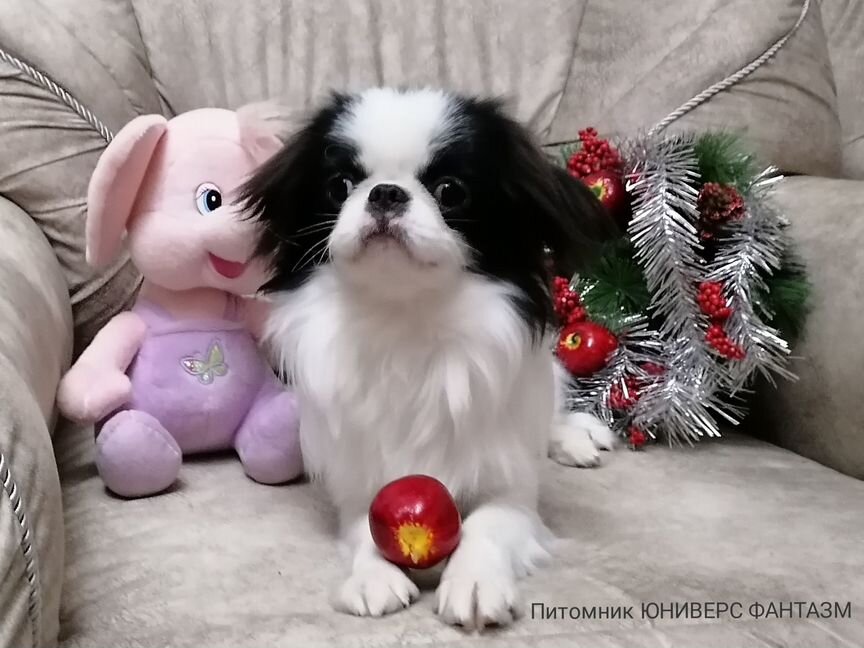 Японский хин щенок