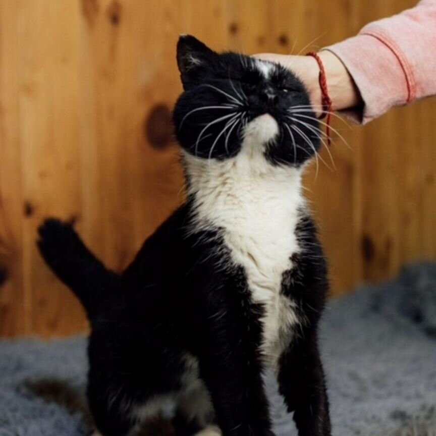 Кот. Само совершенство