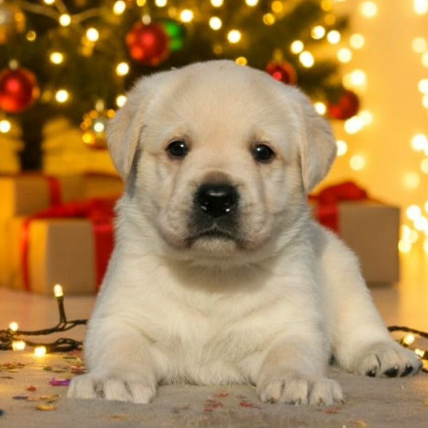 Лабрадор-ретривер, щенок