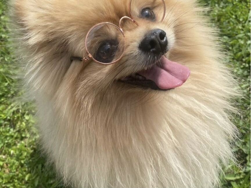 Очки для собак и кошек