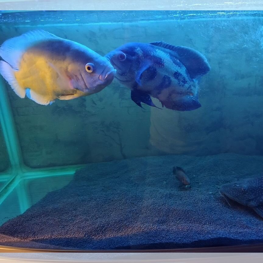 Аквариум с рыбами