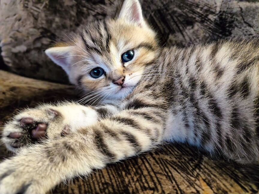 Британский котик