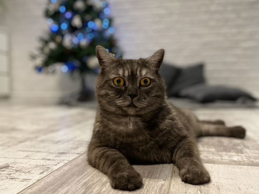 Кот в добрые руки