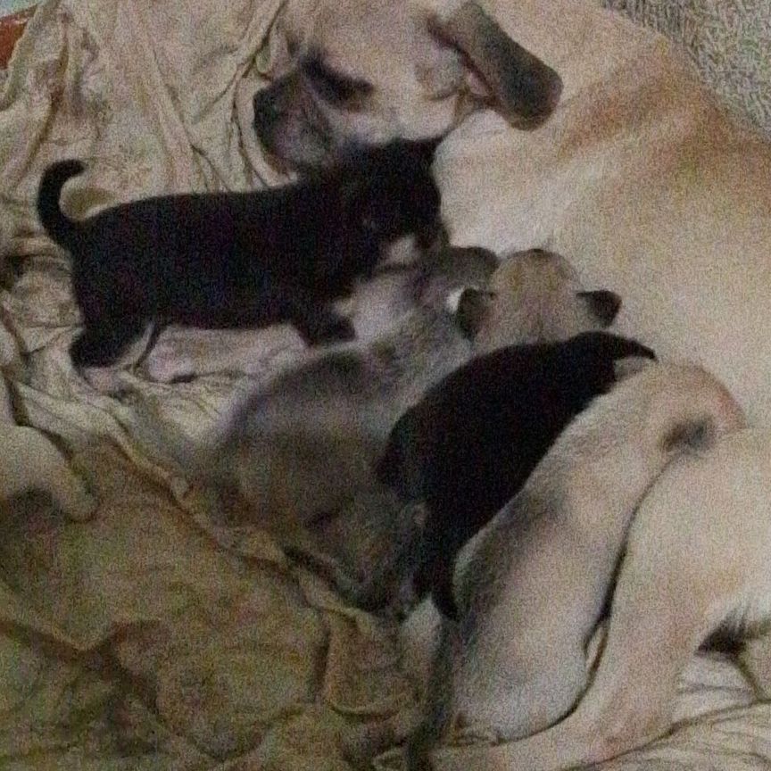 Мопс, щенок