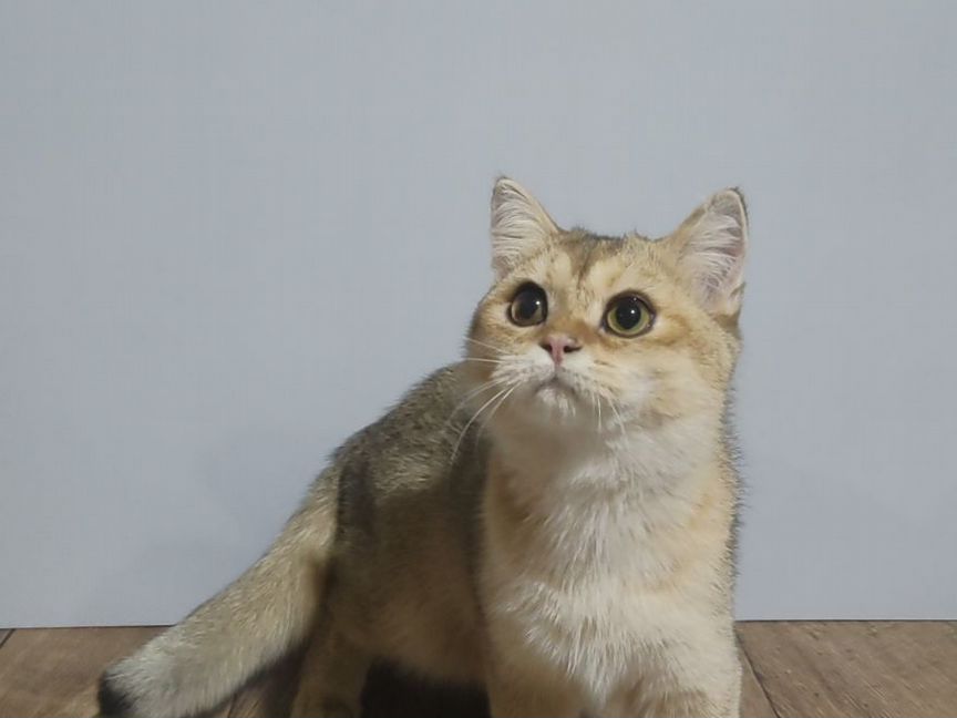 Лев британский котик