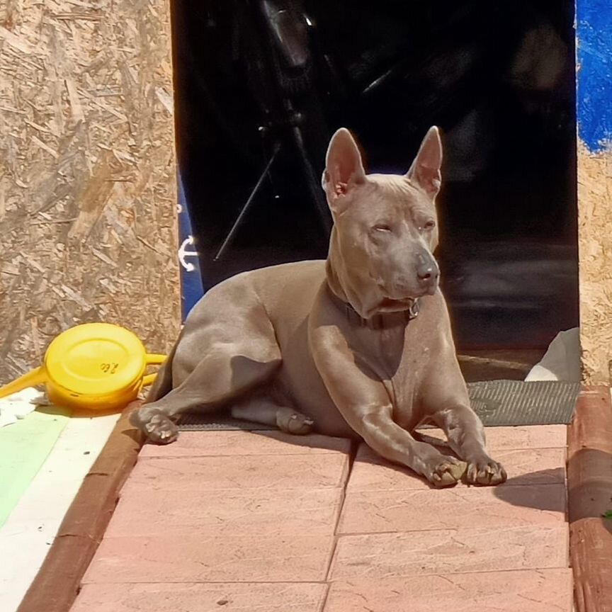 Отдам в добрые руки риджбека