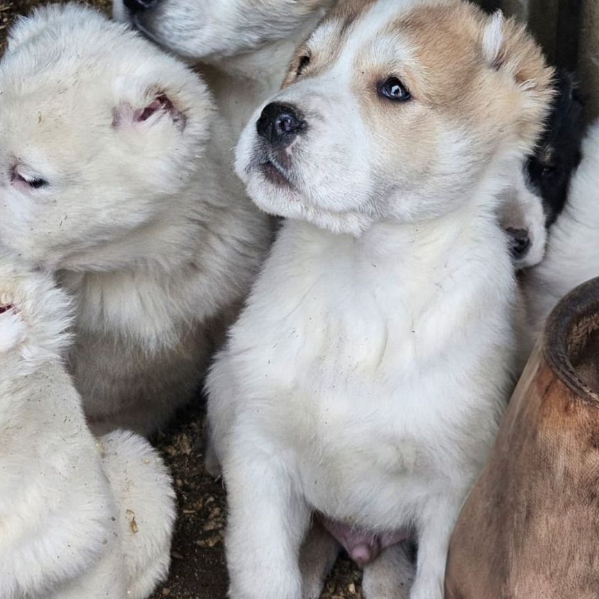 Щенки алабая