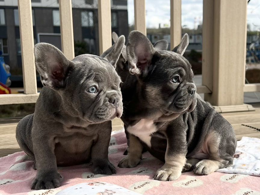 Французский бульдог щенки голубые