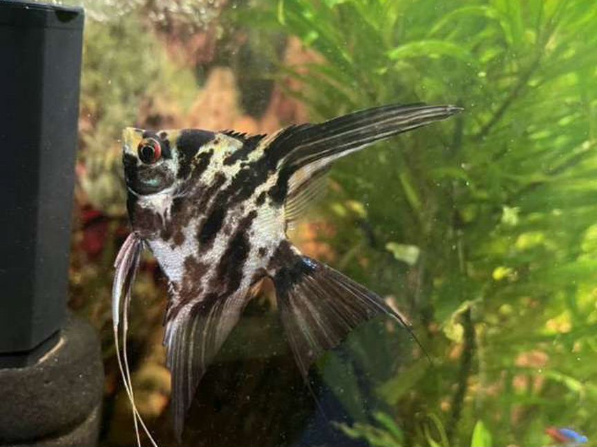 Скалярия мраморная самка 10 см. Окантофтальмусы