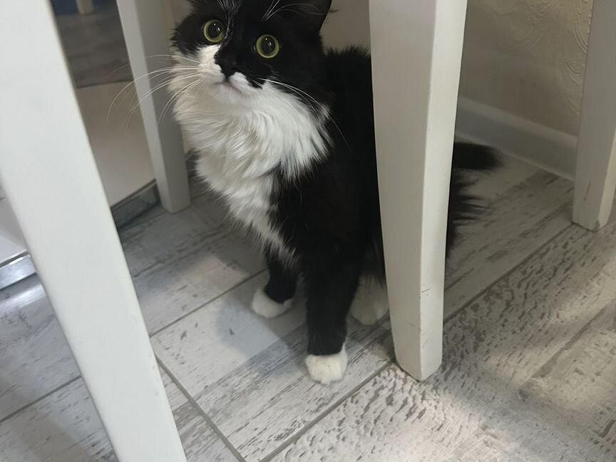 Кошка 1 год и 4 мес