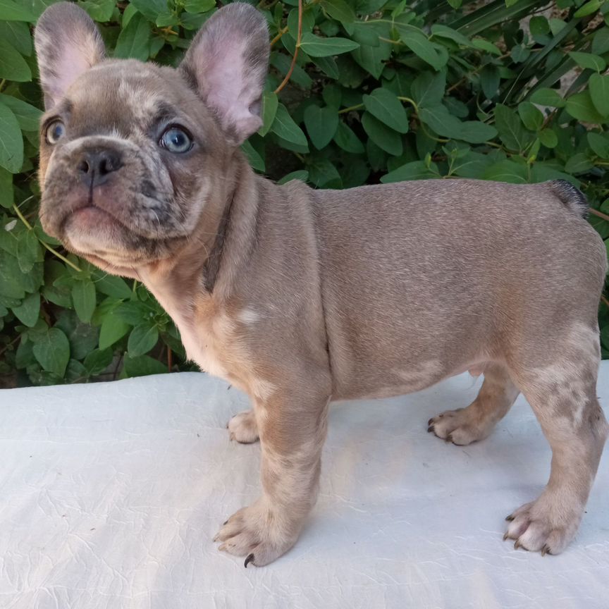 Французский бульдог