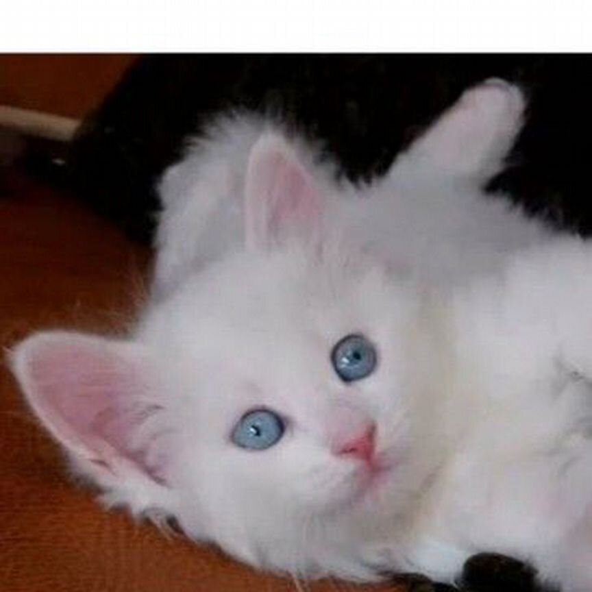 Котенок турецкая ангора