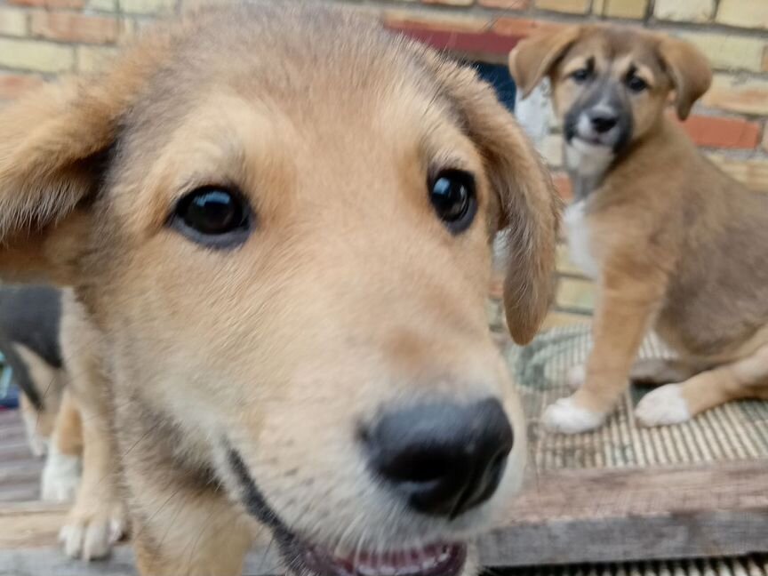 Щенки сиротки ждут своих добрых хозяев