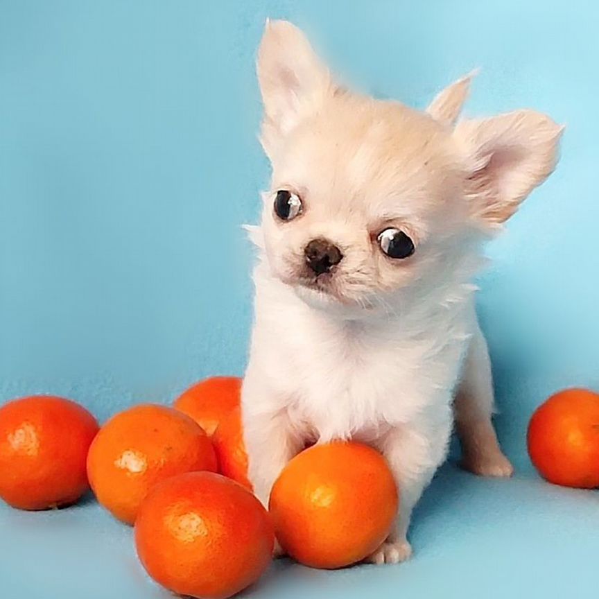 Жемчужинка