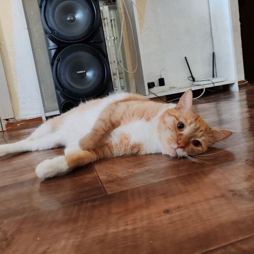 Кот кастрат в добрые руки