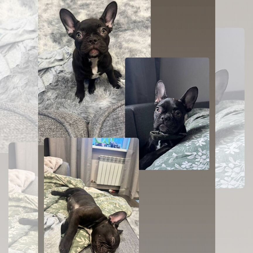 Французский бульдог, щенок