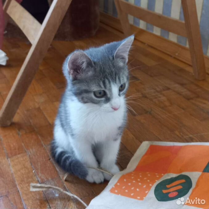 Котенок красотулечка и урчалочка