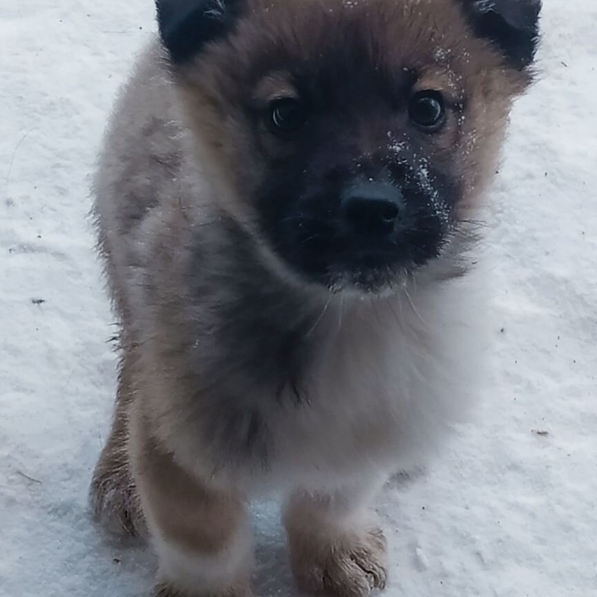 Отдадим щенков в добрые руки