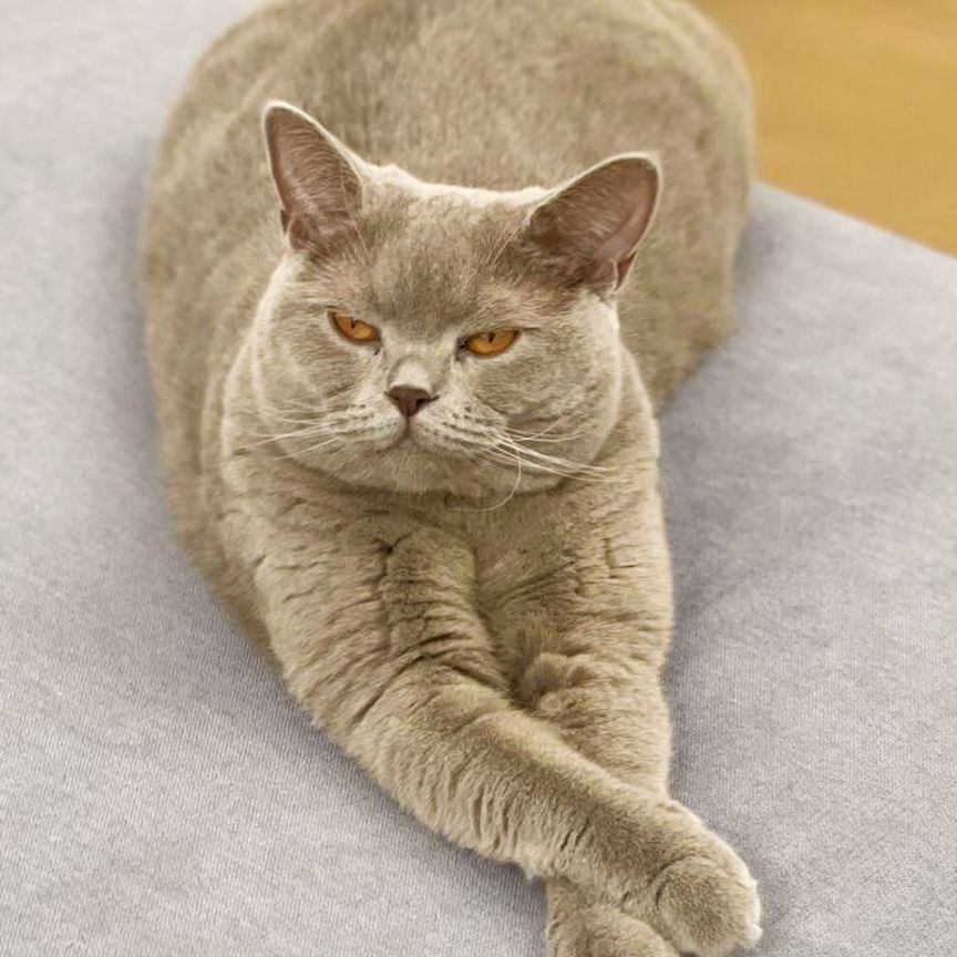 Британская кошка 1,5 года