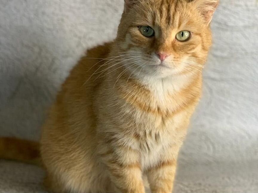 Кошечка Ася