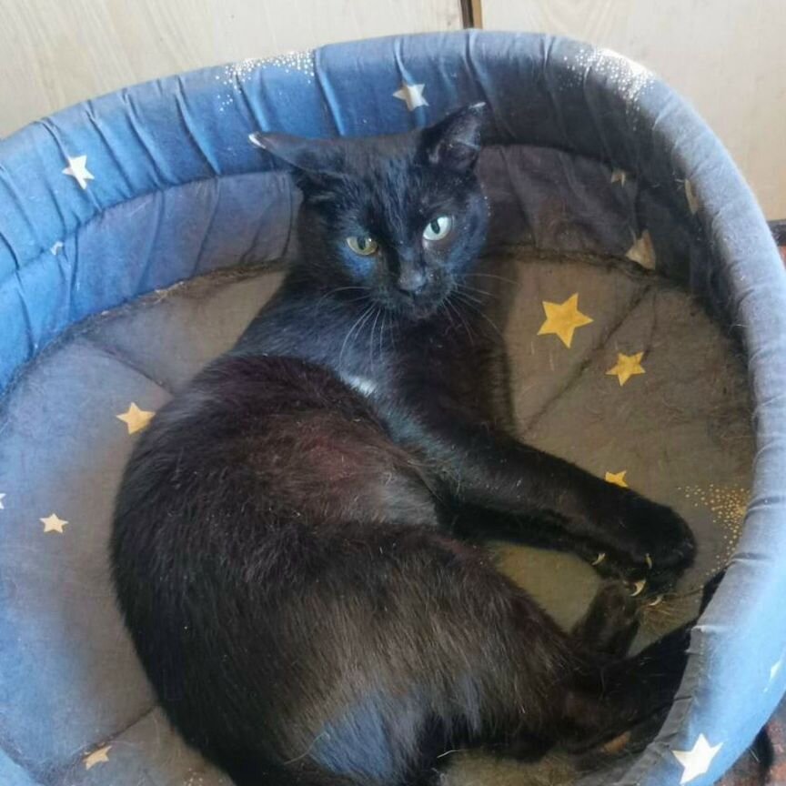 Ласковая кисонька, молодая, стерильная