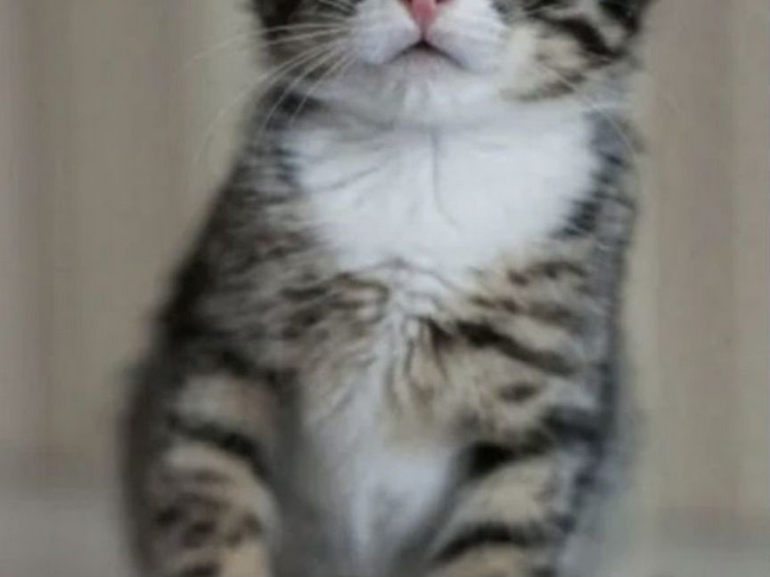 Котенок Таби