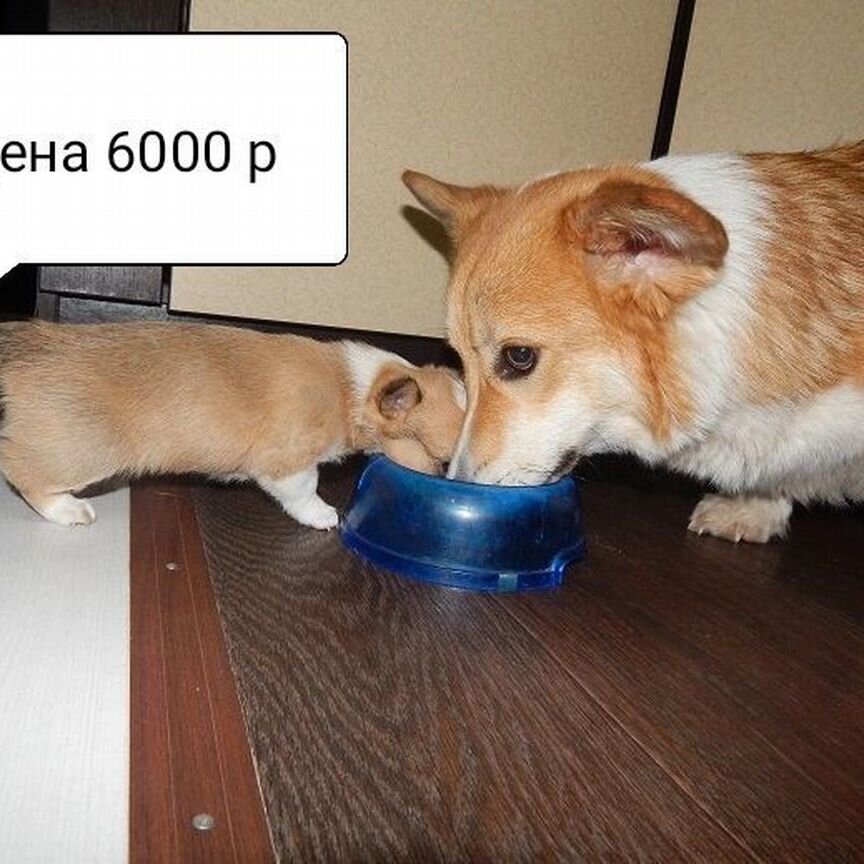 Щеночки от корги