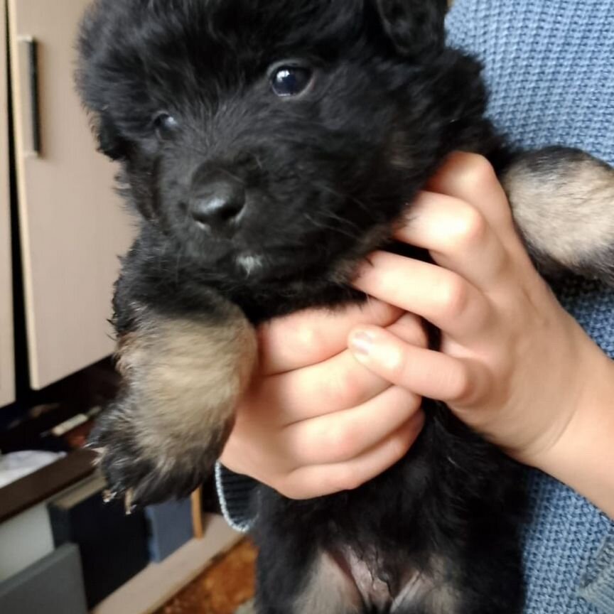 Щенки в добрые руки