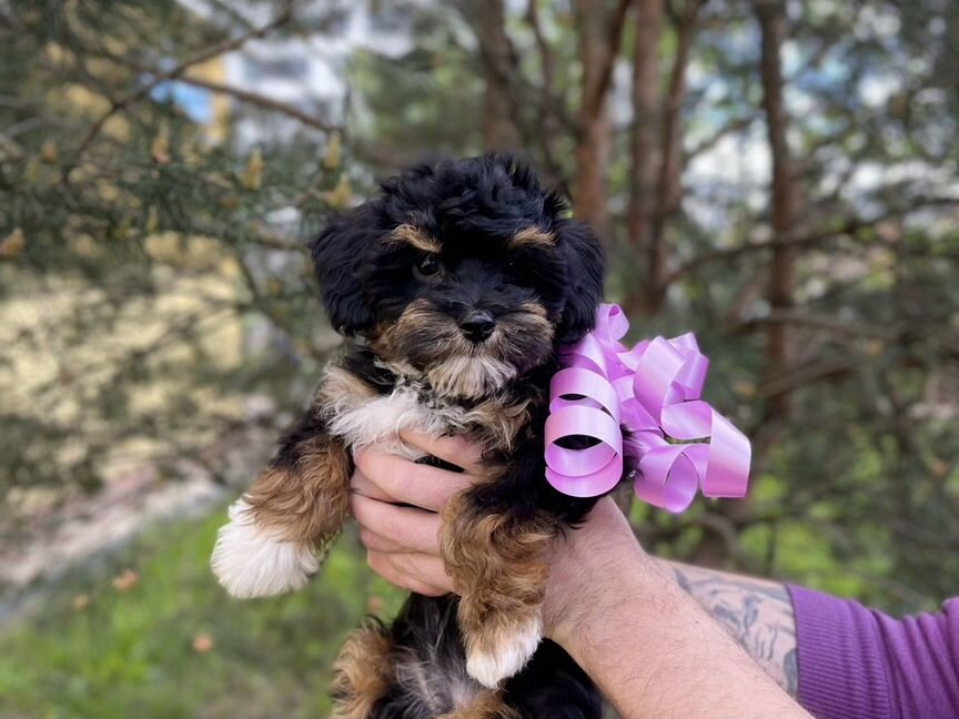 Щенок мальтипу f1